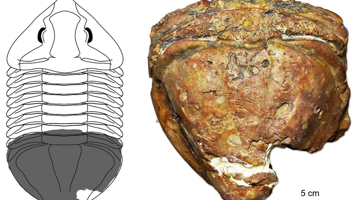 Discoveries and disruptions: 2021 in AMRI - The Australian Museum Blog