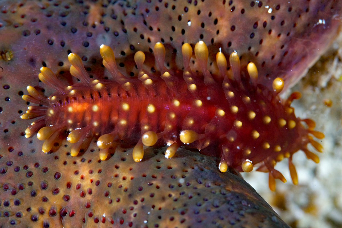 News from LIRS: Outcomes of the Polychaete Workshop eight years on ...