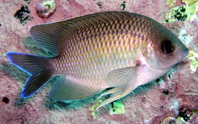 Immaculate Damsel, Mecaenichthys immaculatus (Ogilby, 1885) - The ...