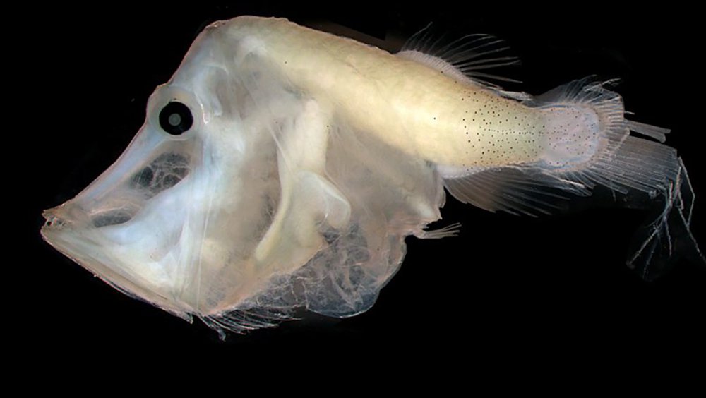 Deep sea fishes gallery - The Australian Museum
