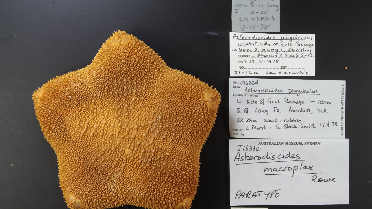 Digitising the treasures of the sea - The Australian Museum Blog