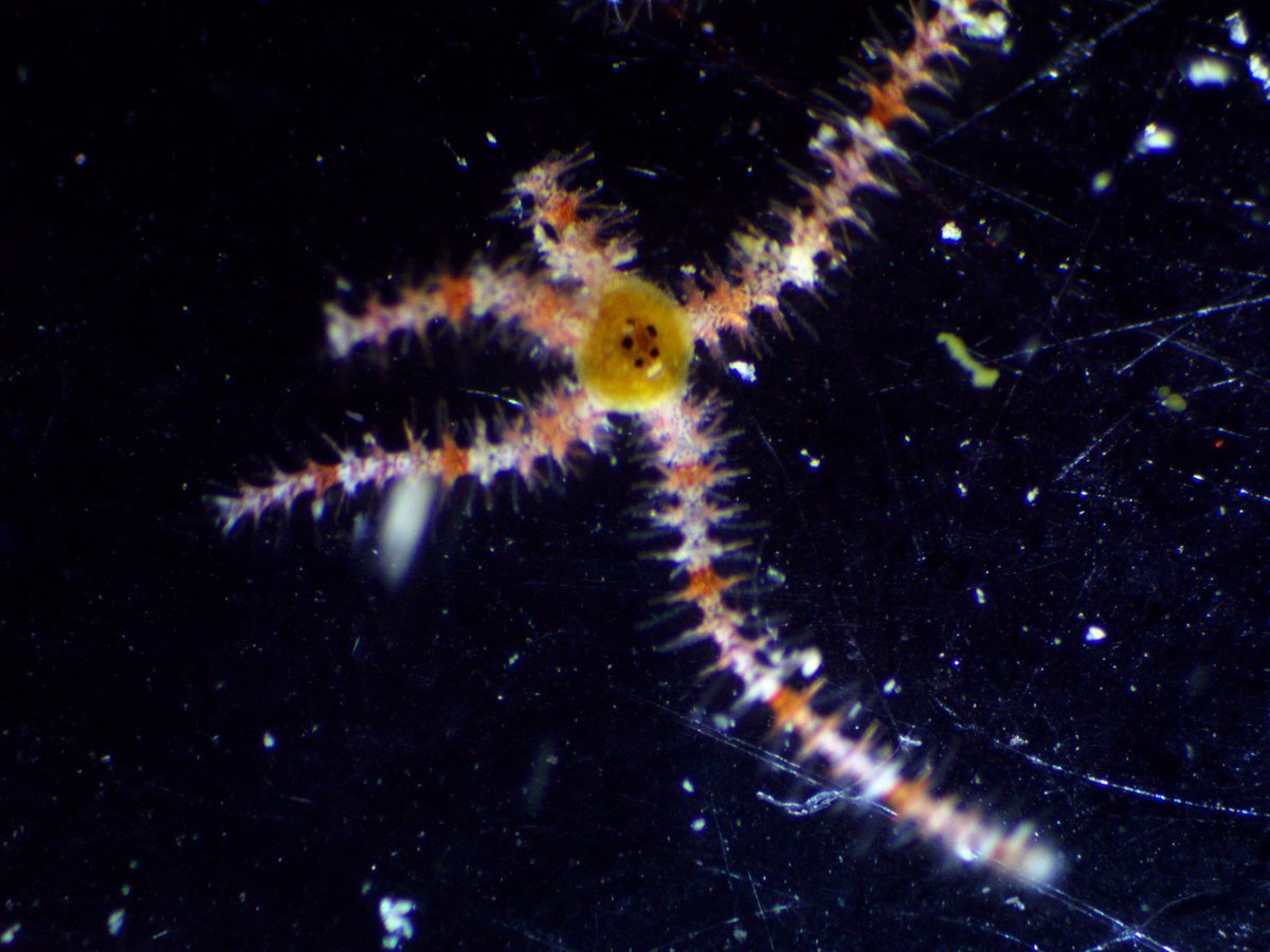 The Ophiuroid Project: a global evolution and biogeography of a class ...