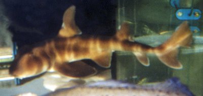 Japanese Bullhead Shark, Heterodontus japonicus (Maclay & Macleay, 1884 ...