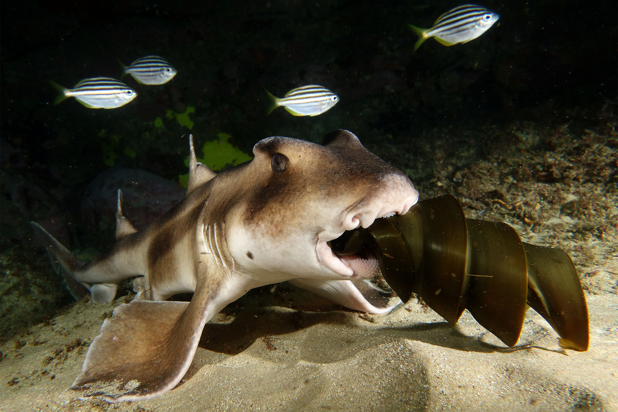 Why oceans need sharks - The Australian Museum
