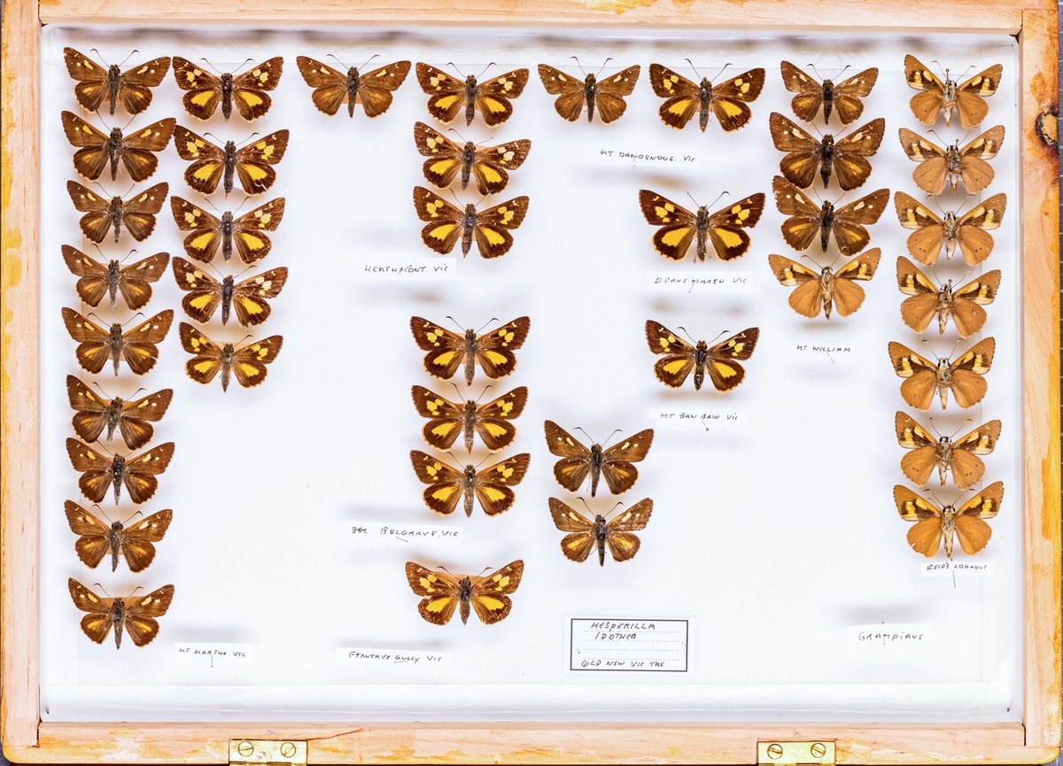 John Landy image gallery 3 - The Australian Museum