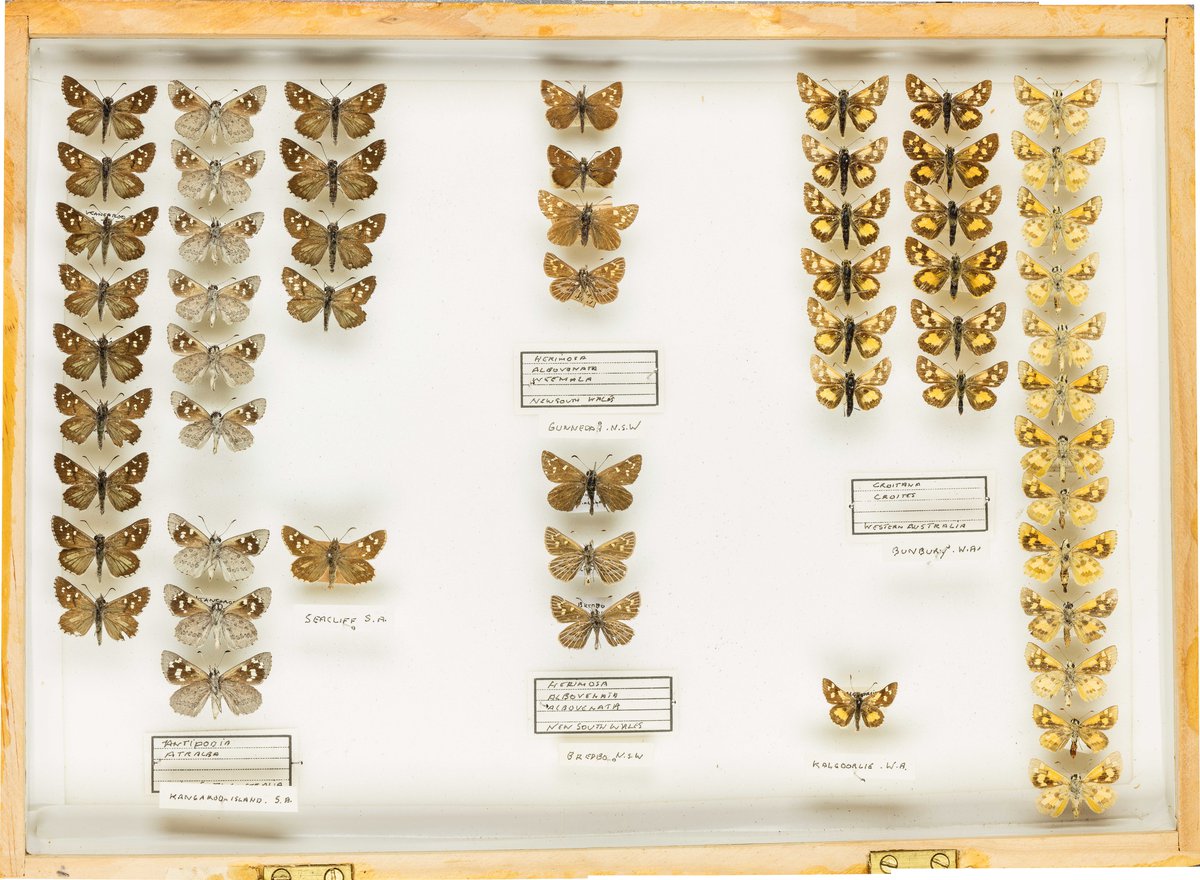 John Landy image gallery 4 - The Australian Museum