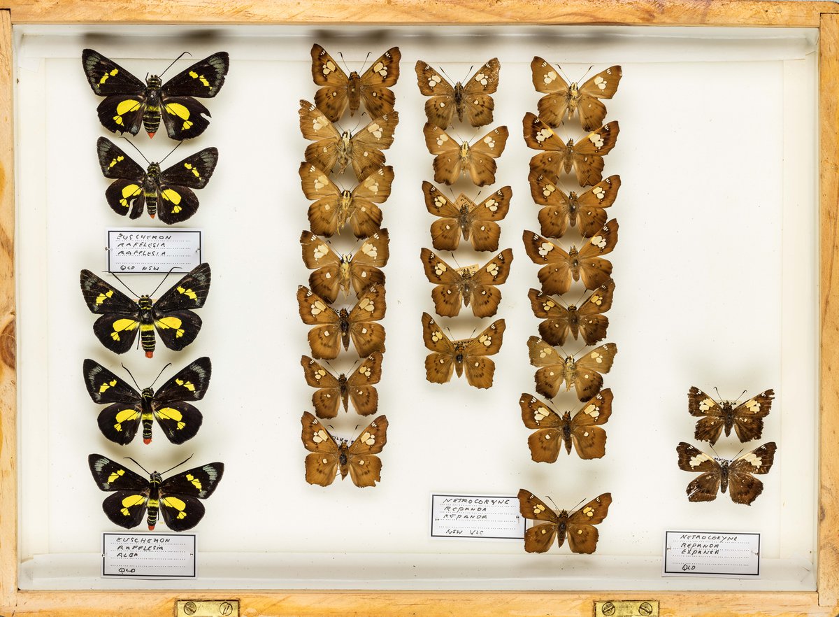 John Landy image gallery 1 - The Australian Museum