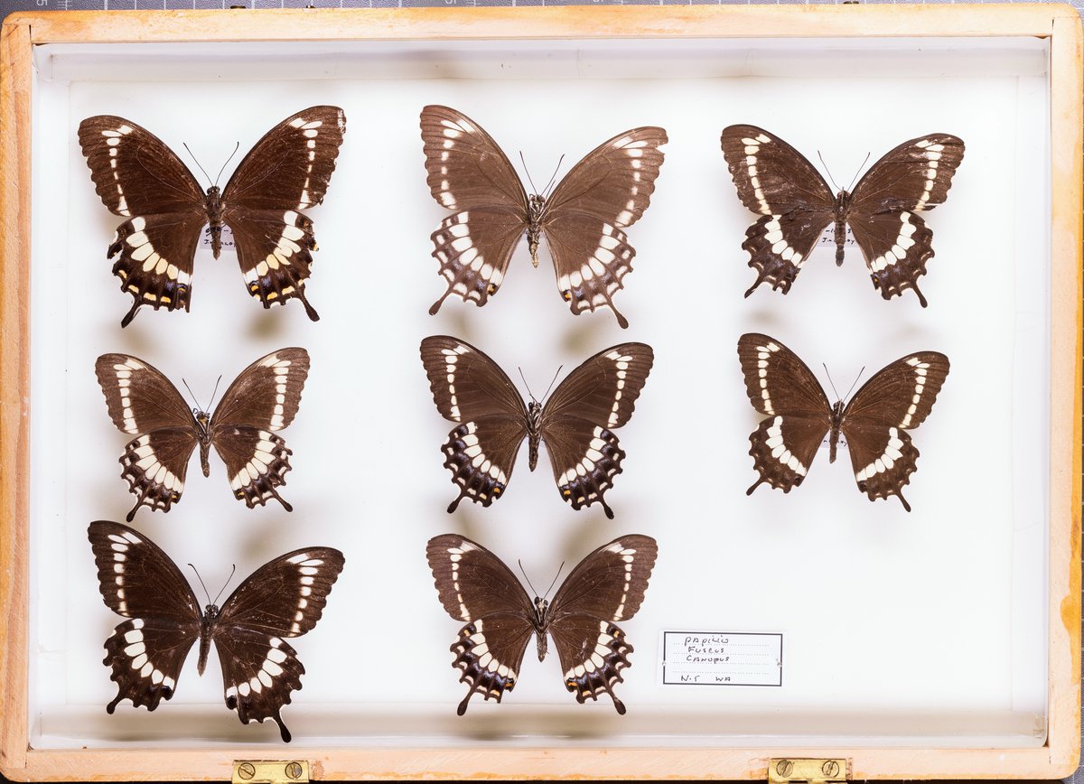 John Landy image gallery 6 - The Australian Museum
