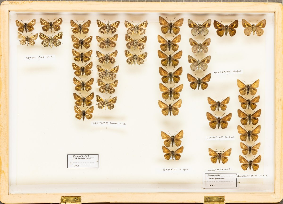 John Landy image gallery 2 - The Australian Museum