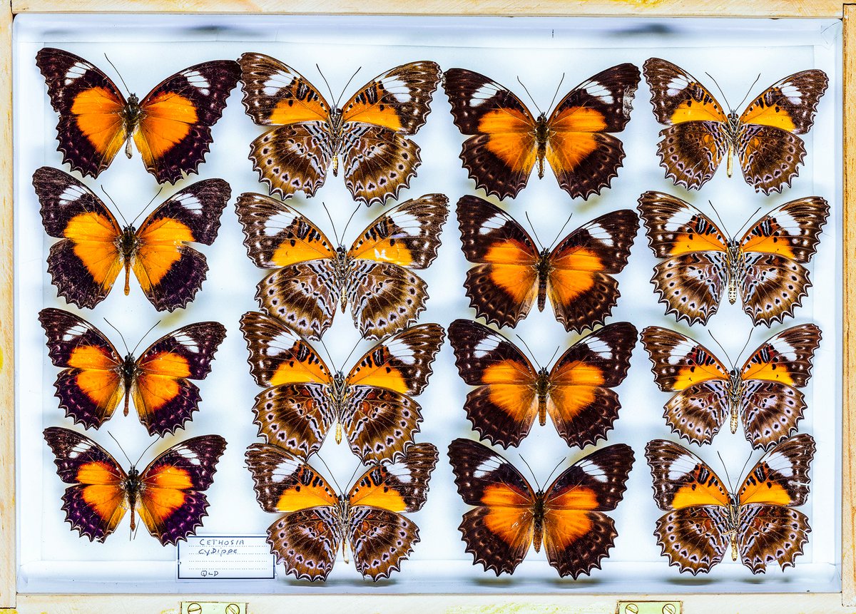 The John Landy Collection Image Galleries - The Australian Museum