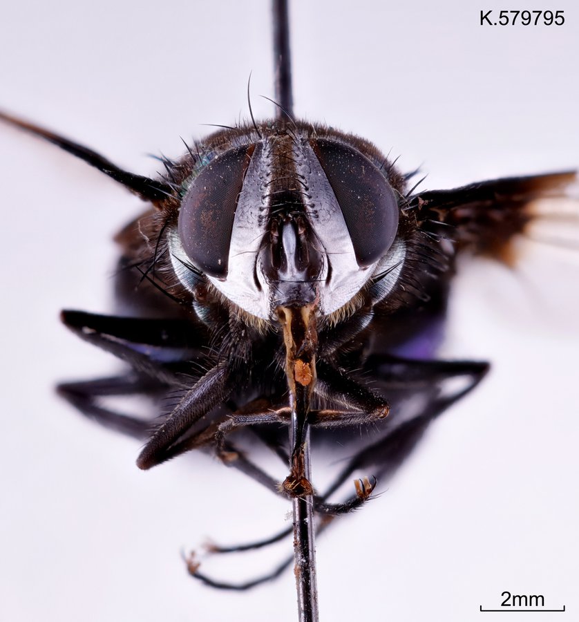 Formosia (Euamphibolia) smaragdina Malloch, 1929 - The Australian Museum