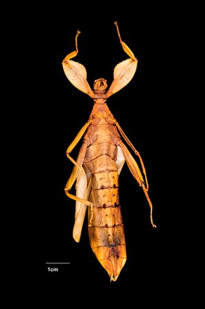 Ron Lovatt - DigiVol extraordinaire - The Australian Museum
