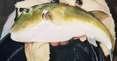 Smooth Golden Toadfish, Lagocephalus inermis (Temminck & Schlegel, 1847 ...