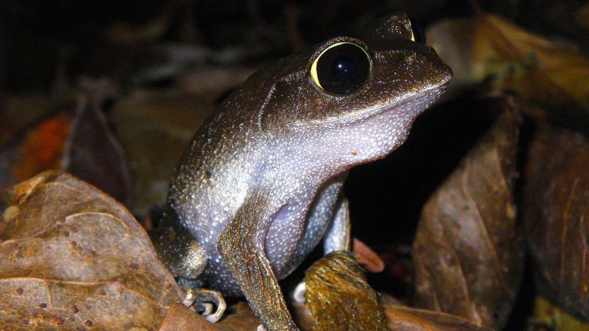 A closer look at spectacular red-eyed forest frogs reveals a new ...