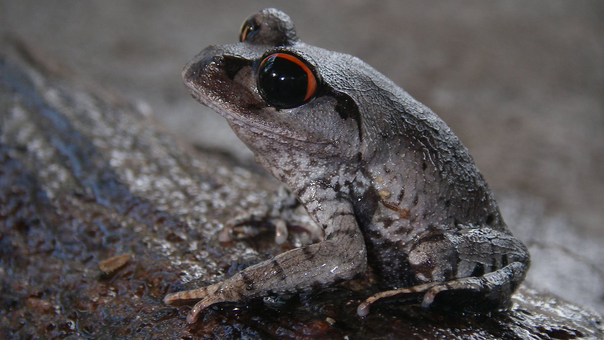 A closer look at spectacular red-eyed forest frogs reveals a new ...