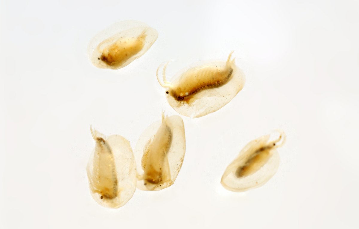 Shrimps from Uluru - The Australian Museum