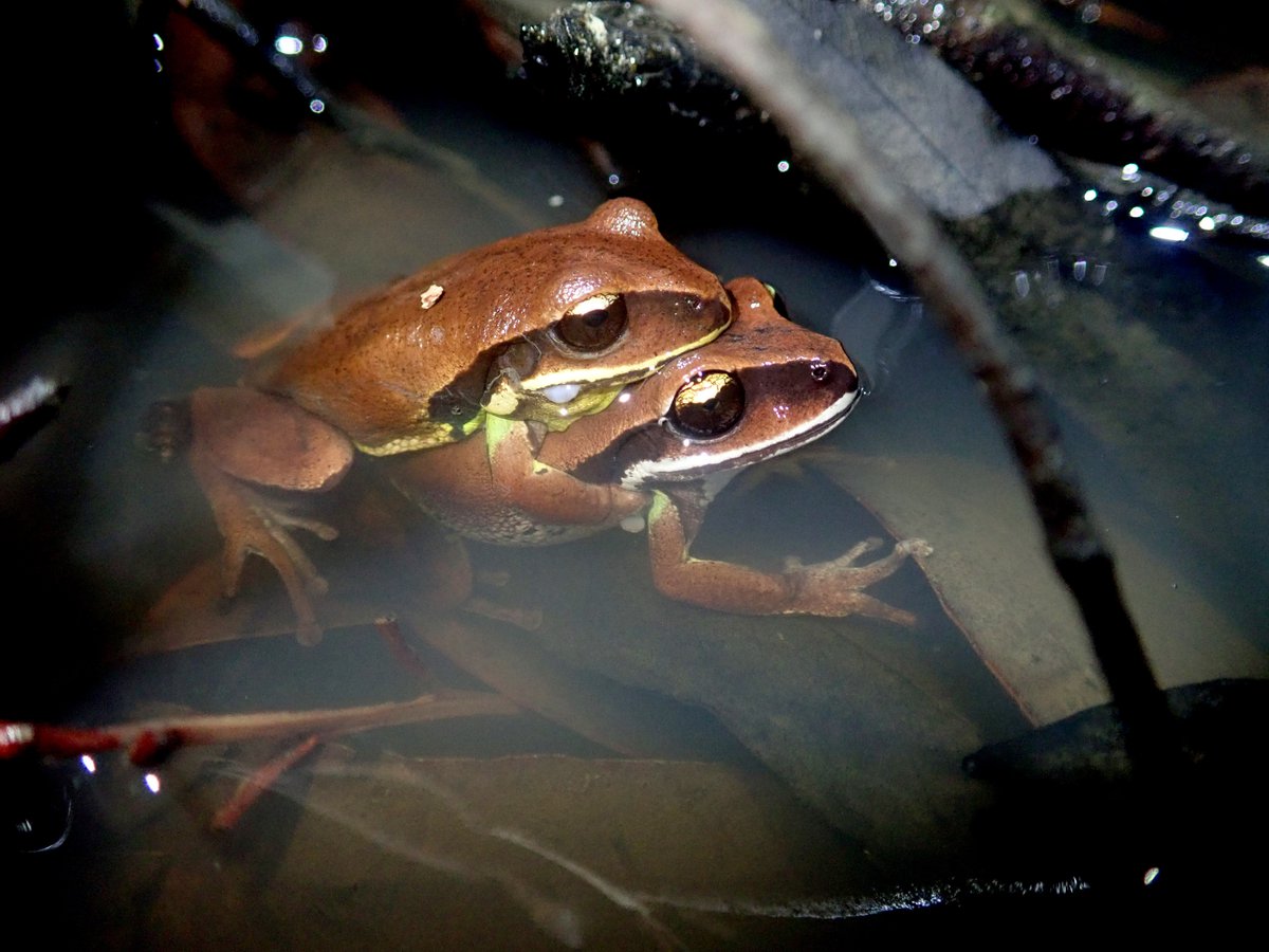 Searching for a seriously secretive frog species - The Australian ...