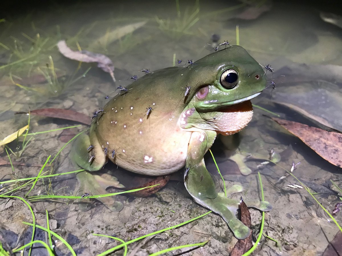 Detecting frogs through invertebrate-derived DNA - The Australian Museum