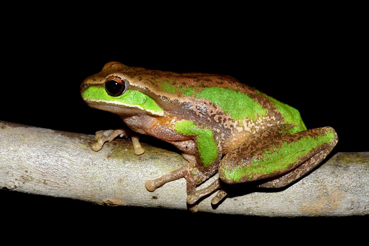 Help count Australia's frogs this FrogID week and help save them - The ...