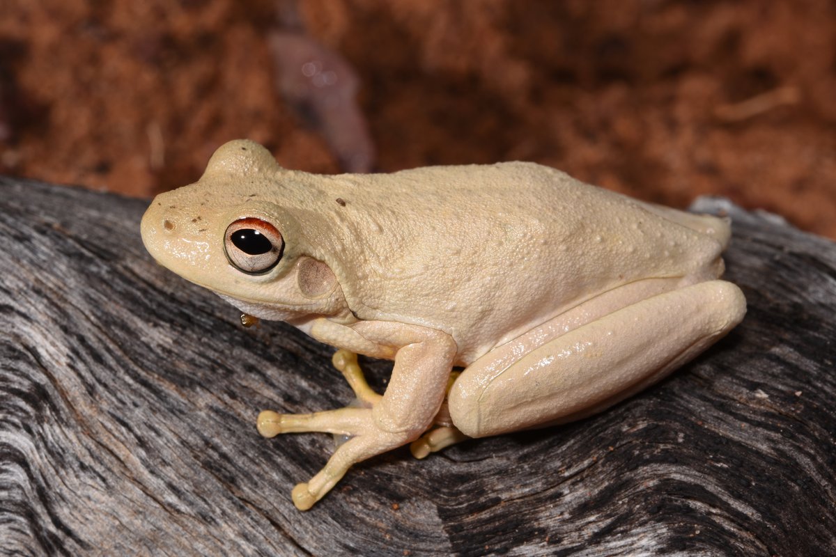 Funnier than the original: Introducing the Western Laughing Tree Frog ...