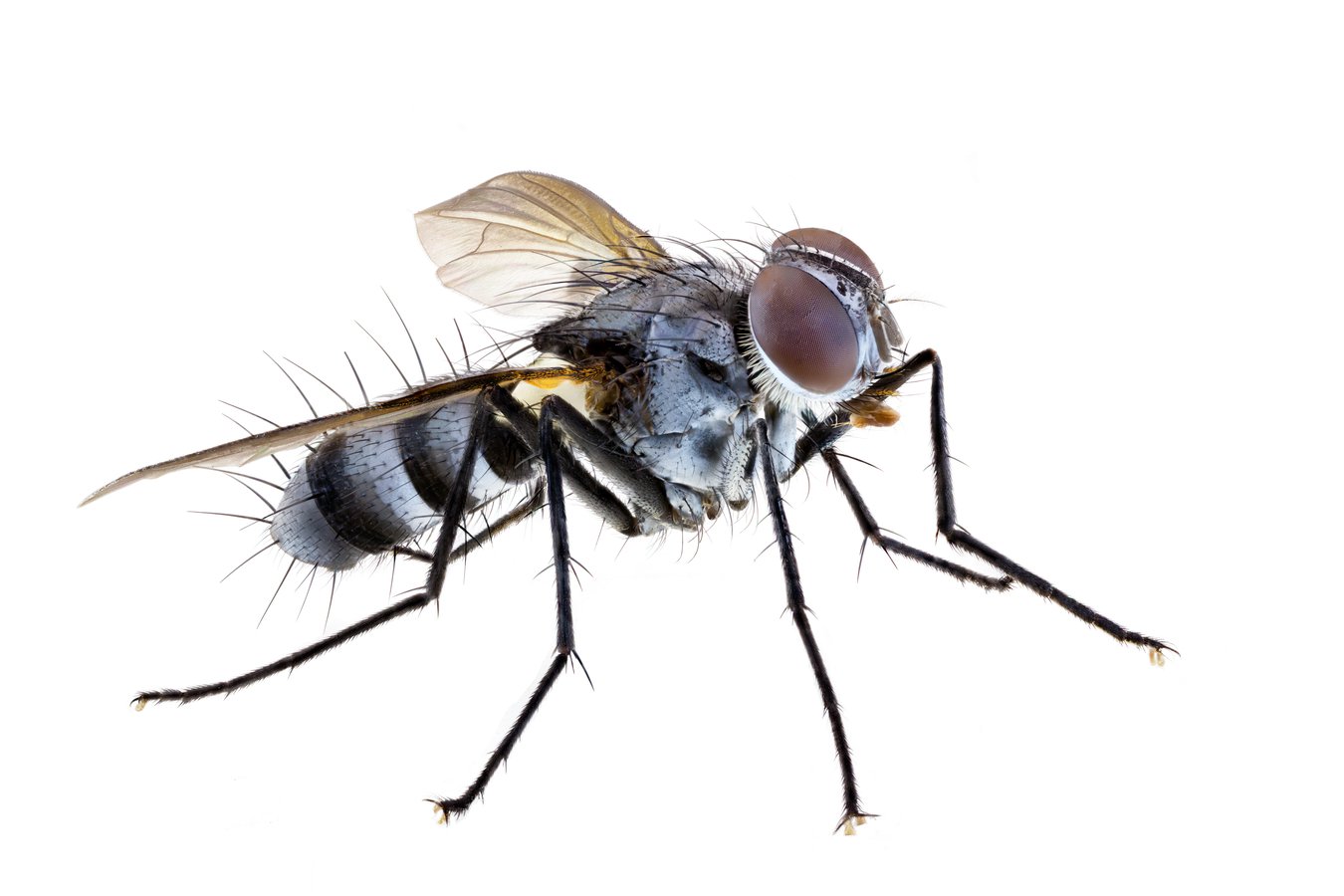 Ron Lovatt - DigiVol extraordinaire - The Australian Museum