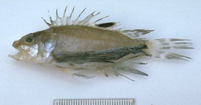 Longfin Waspfish, Apistus carinatus - The Australian Museum