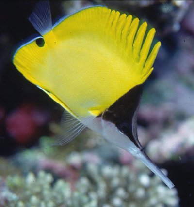 Longnose Butterflyfish, Forcipiger longirostris (Broussonet, 1782 ...