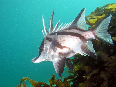 Longsnout Boarfish, Pentaceropsis recurvirostris (Richardson, 1845 ...