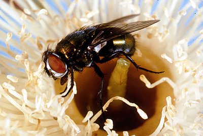 Australian Sheep Blowfly - The Australian Museum