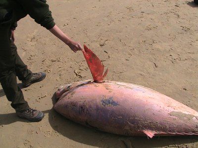 Louvar, Luvarus imperialis Rafinesque, 1810 - The Australian Museum