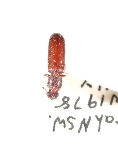 Powder Post Borer - The Australian Museum