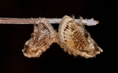 Cup moths - The Australian Museum