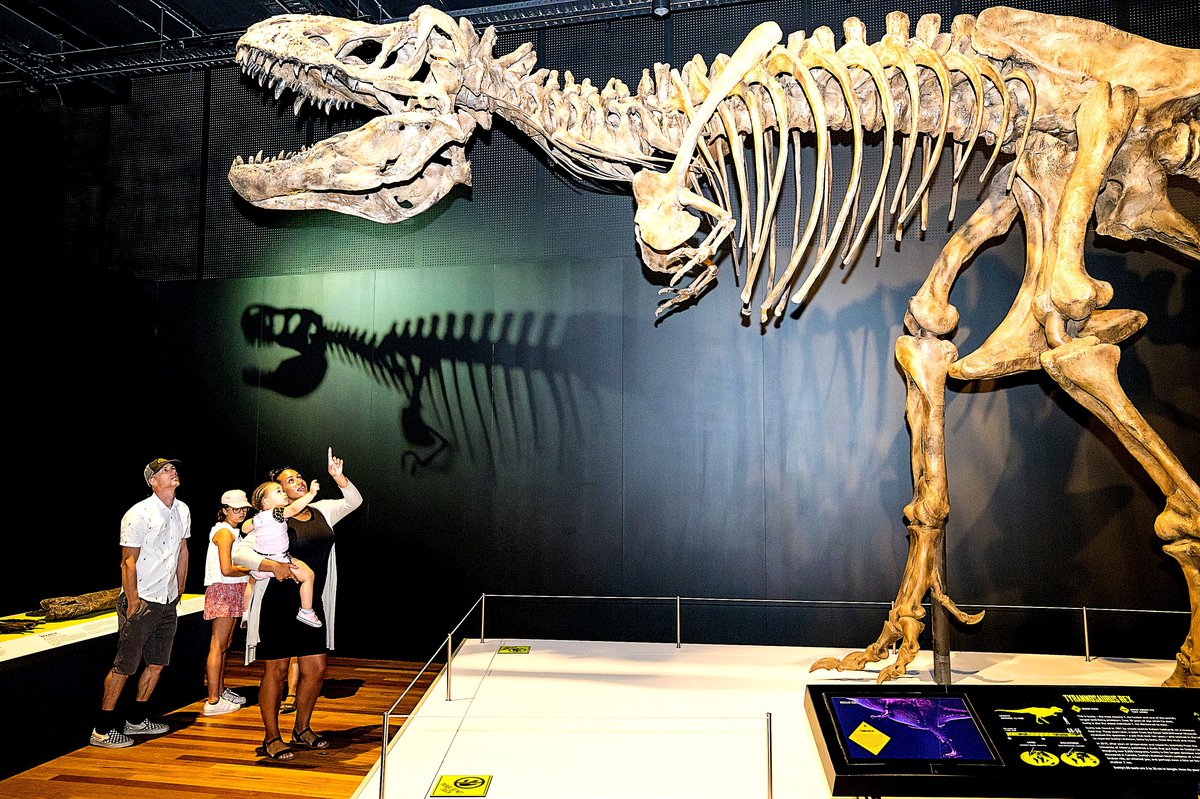 Summer Nights at the Transformed Australian Museum - The Australian Museum