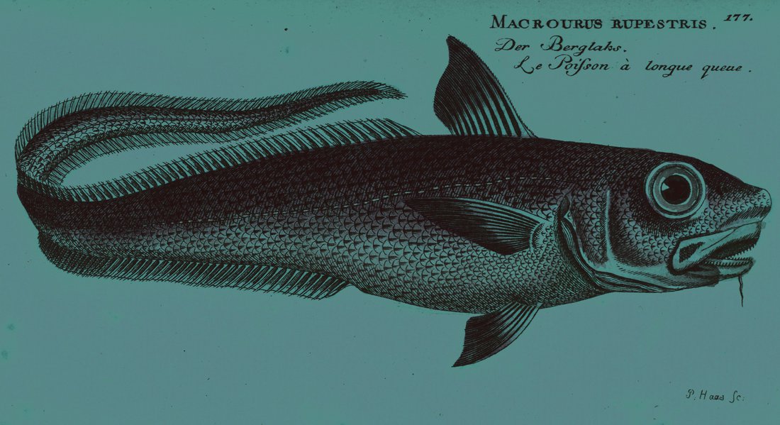 Frequently asked questions about fishes - The Australian Museum