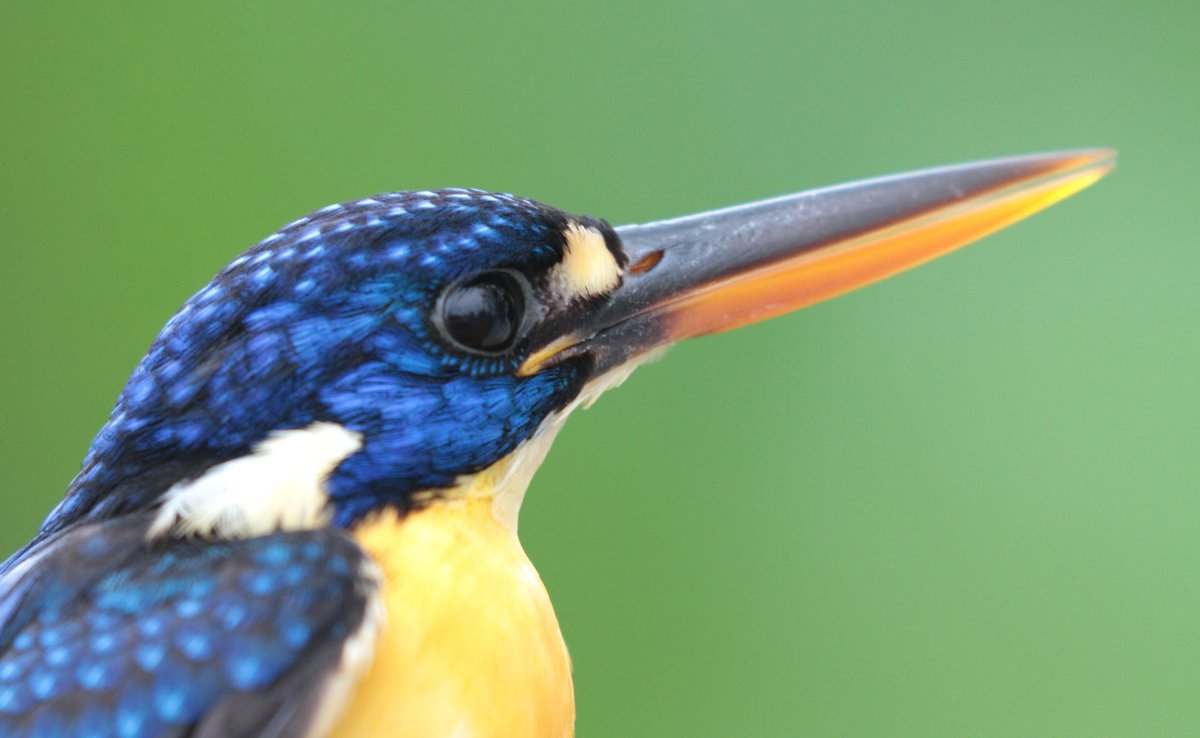 The quest for the Dwarf-Kingfisher - The Australian Museum Blog