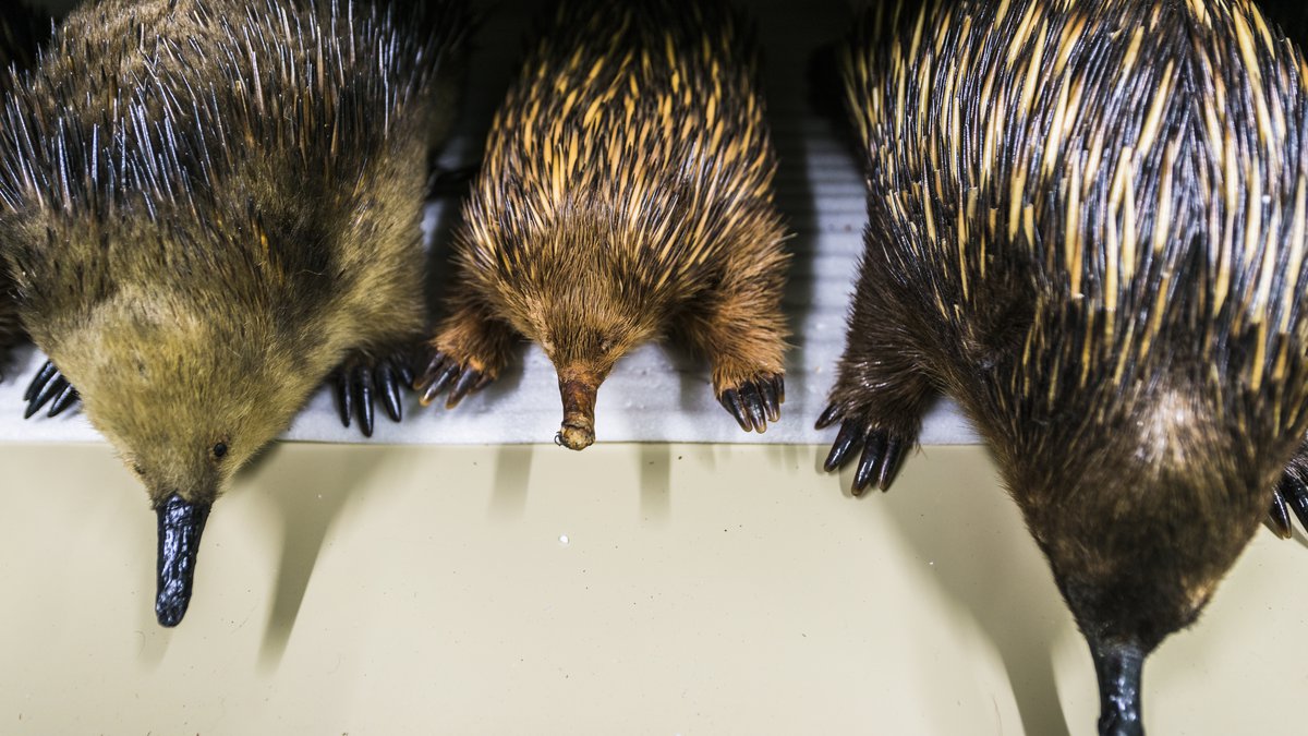 Echidna research in the Mammalogy collection - The Australian Museum
