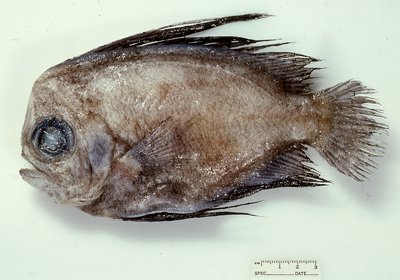 Manefish, Caristius sp - The Australian Museum