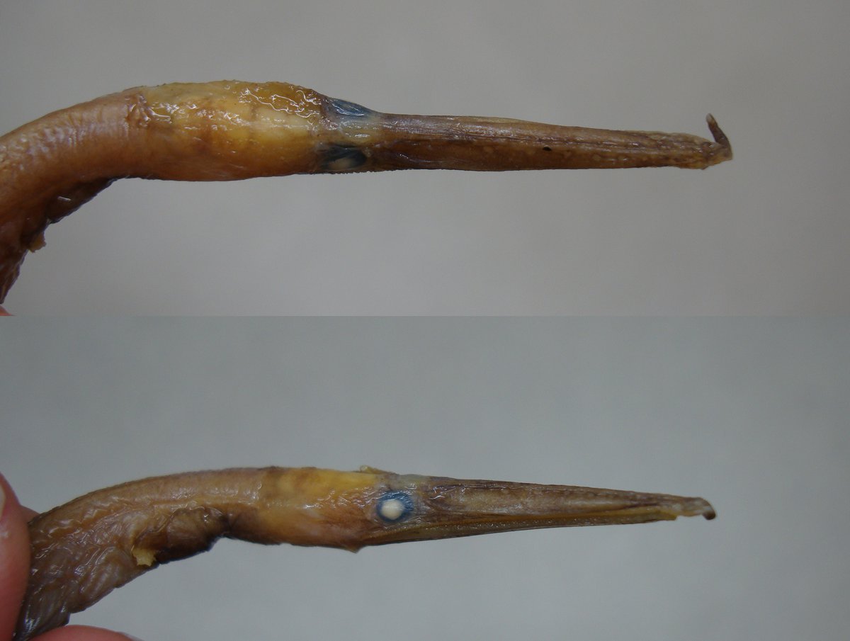 Strange eel from the collection - The Australian Museum Blog