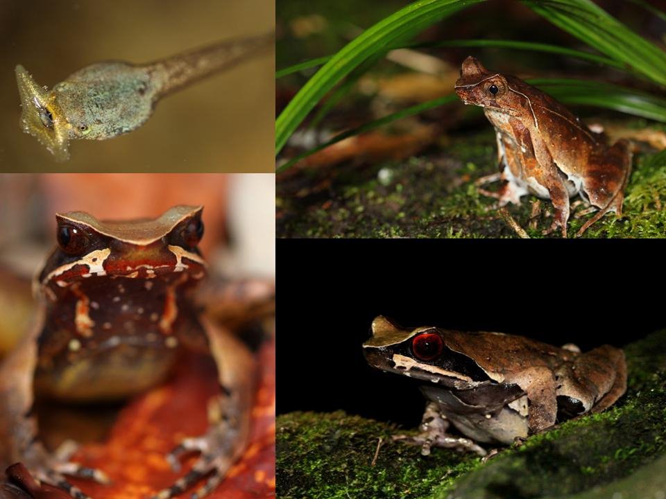 Same same but different: uncovering the cryptic diversity of Asian ...