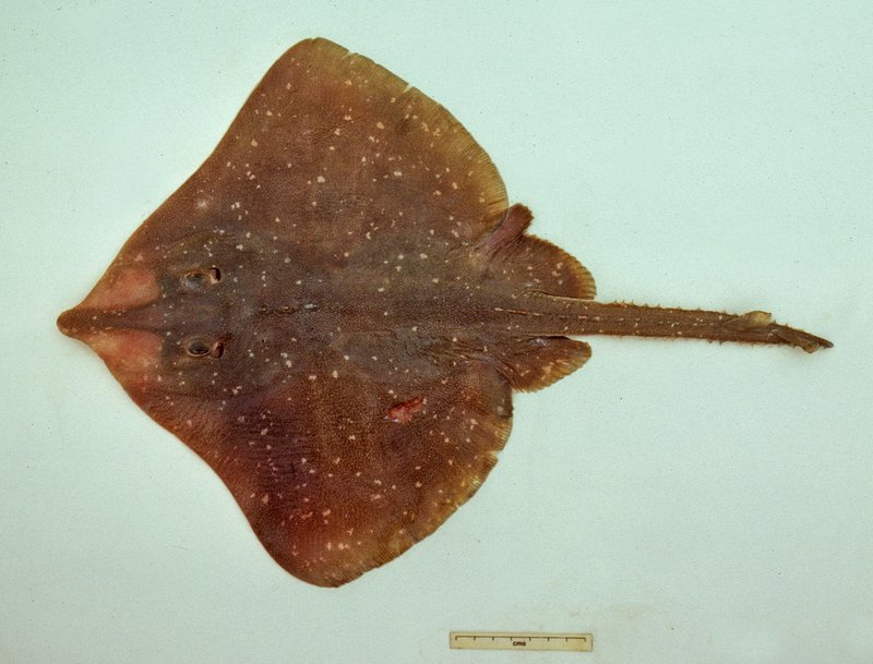 Rajidae - Skates - The Australian Museum