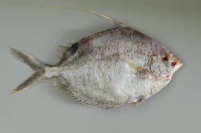 Common Veilfin, Metavelifer multiradiatus (Regan, 1907) - The ...