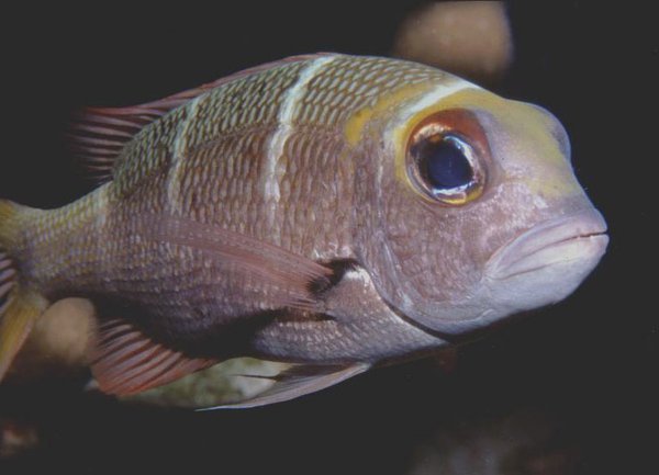 Identify a fish to family using the fish key - The Australian Museum