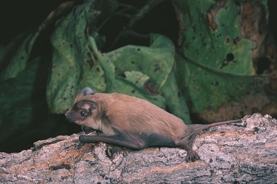 Beccari's Freetail Bat - The Australian Museum