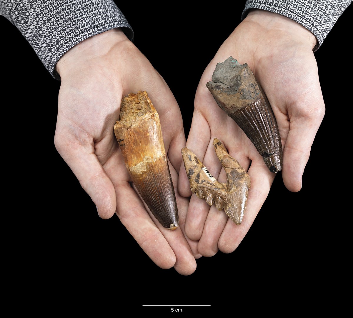 Sea monsters evolve surprisingly similar teeth - The Australian Museum