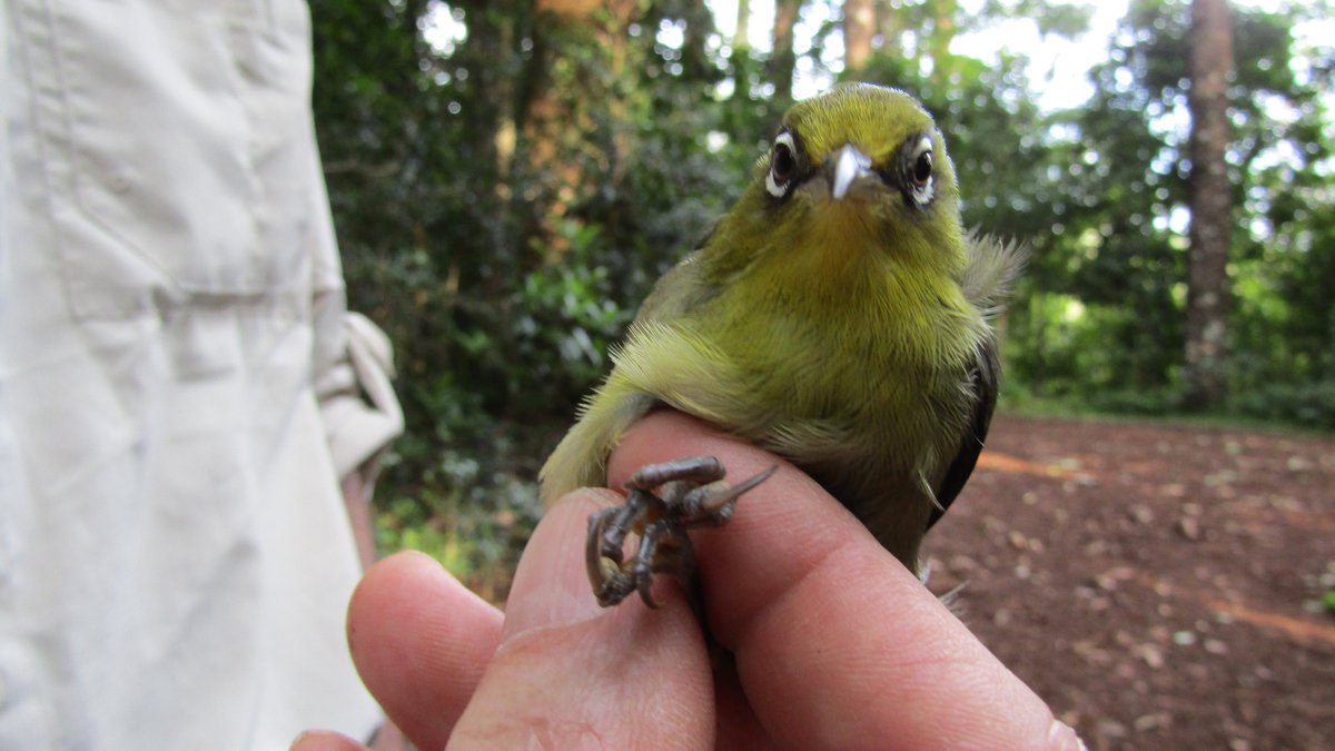 The beautiful birds of Norfolk Island - The Australian Museum Blog