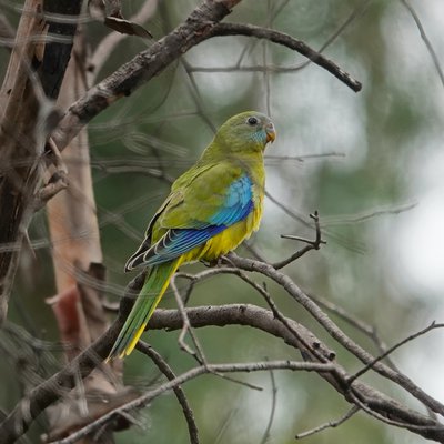 Turquoise Parrot - The Australian Museum