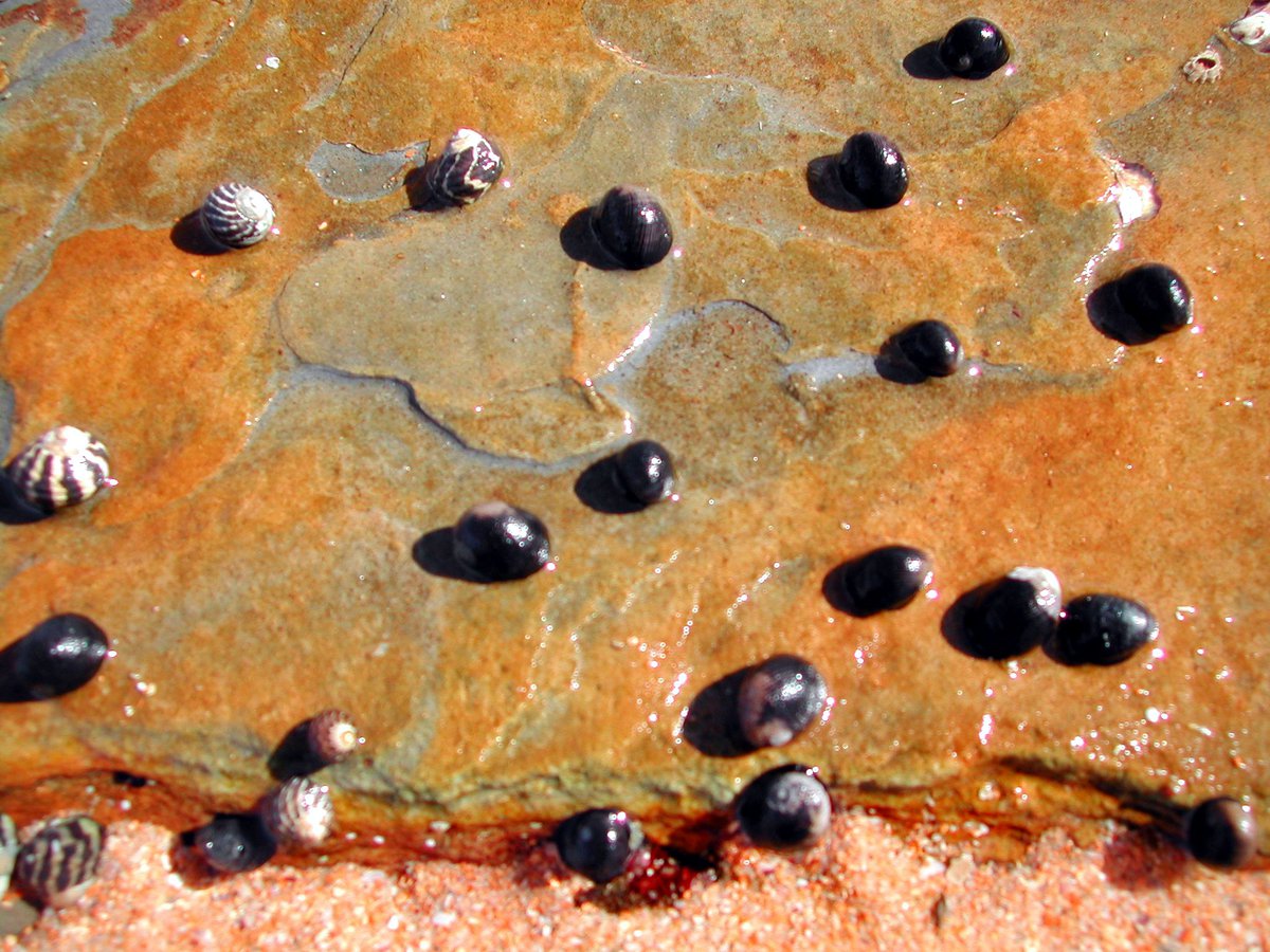 News about Nerites - The Australian Museum Blog