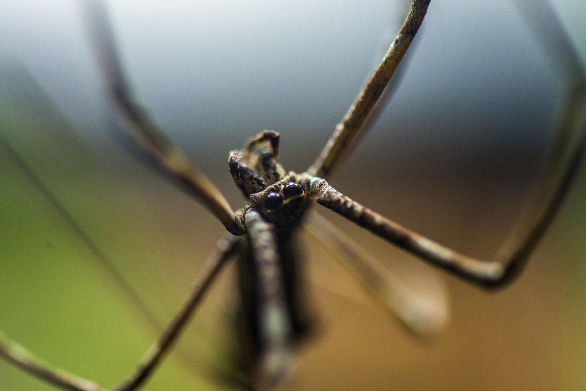 The features of spiders - The Australian Museum