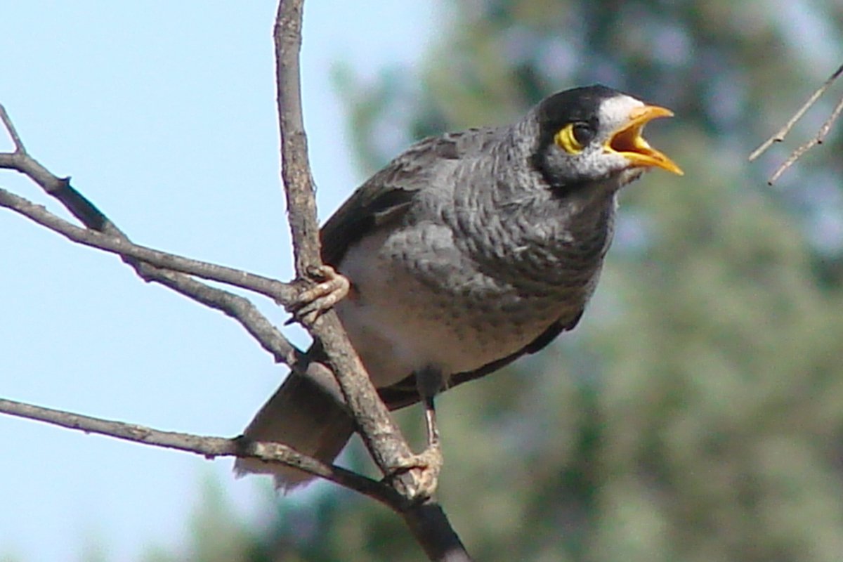 Miner stocks continue to rise, closing out small consumers - The ...