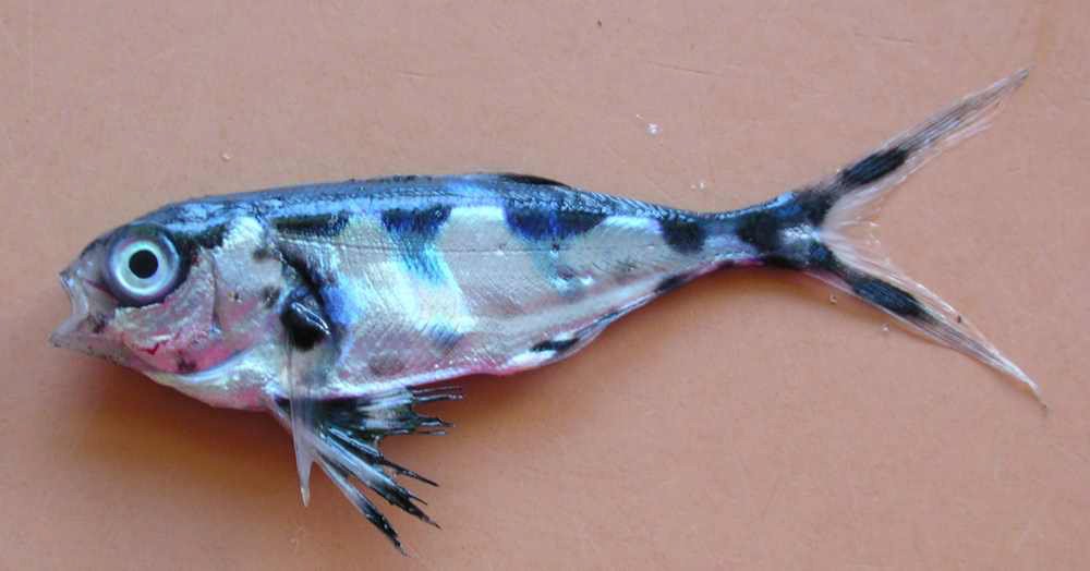 Nomeidae - Driftfishes - The Australian Museum